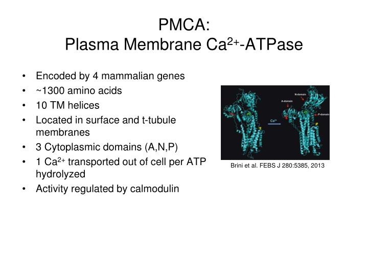PPT - Skeletal Muscle (and a little cardiac) Excitation-Contraction ...