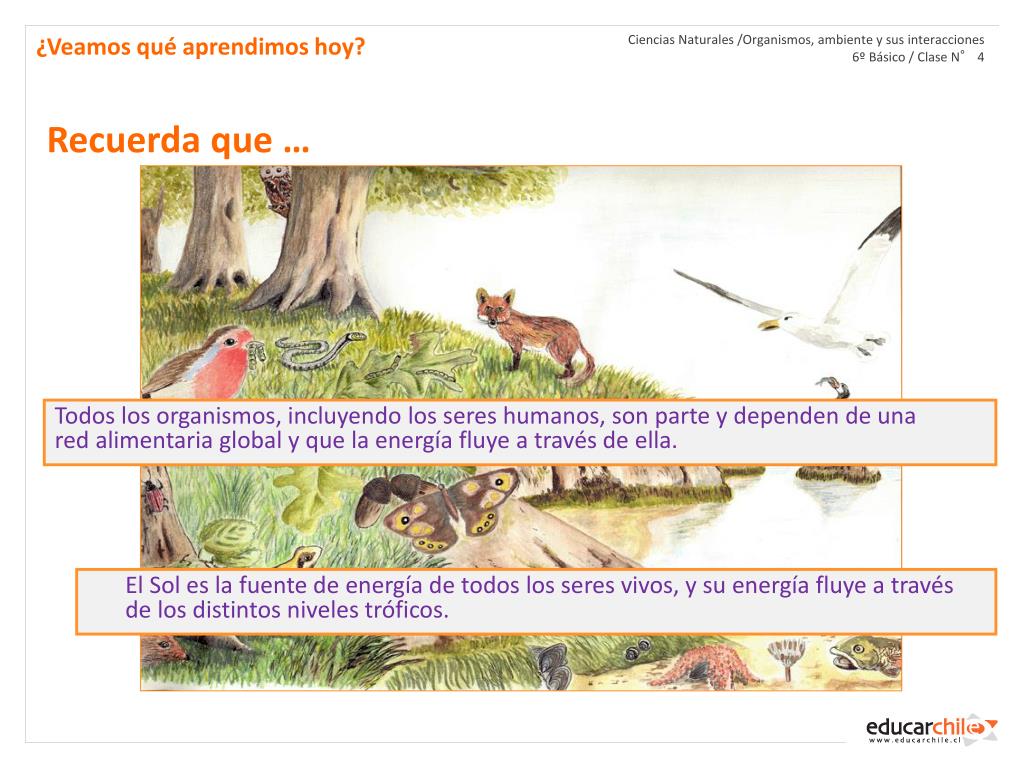PPT - Ciencias Naturales /Organismos, ambiente y sus interacciones 6º ...