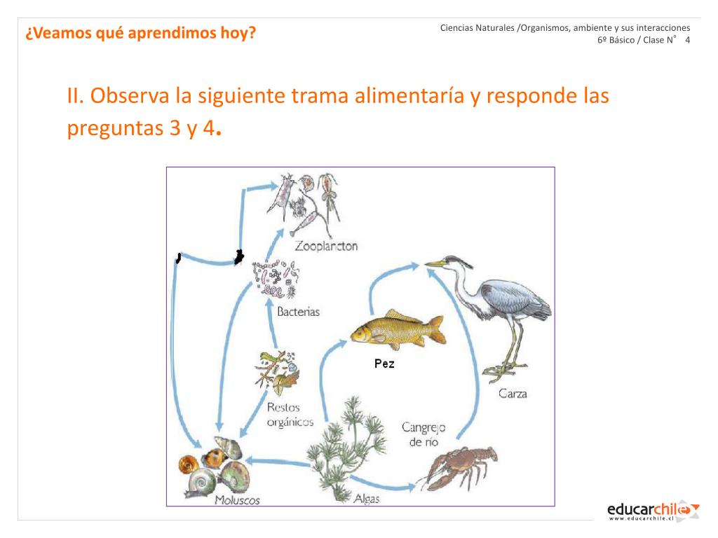 PPT - Ciencias Naturales /Organismos, ambiente y sus interacciones 6º ...