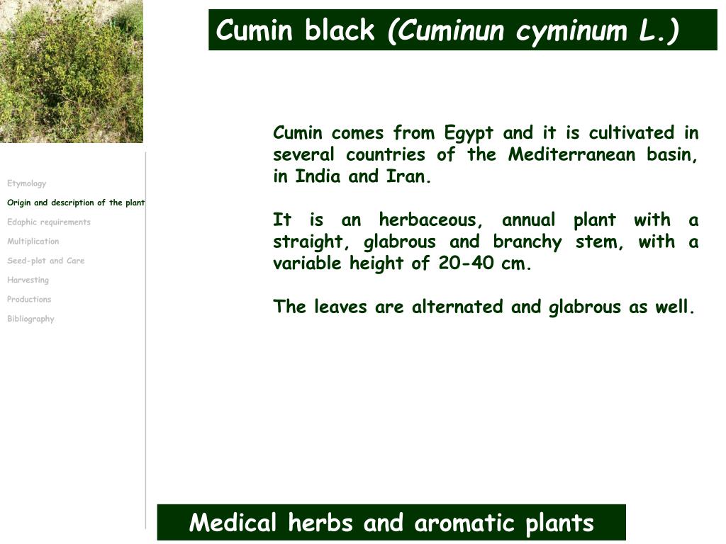 PPT - Medical herbs and aromatic plants PowerPoint Presentation, free ...