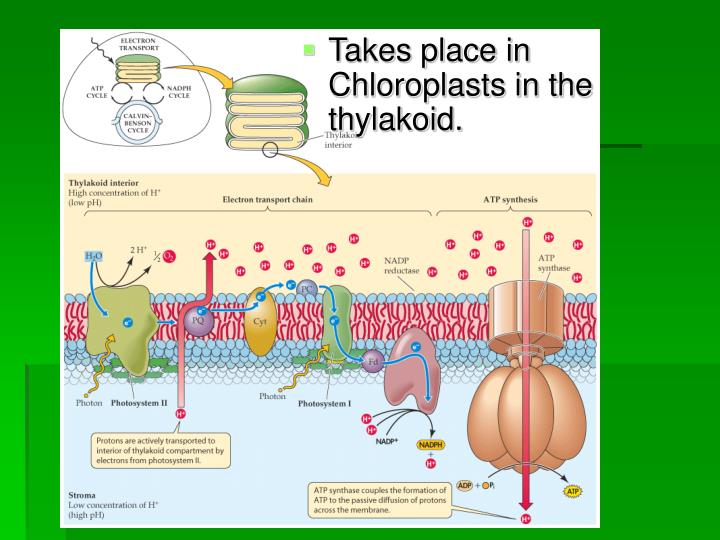 PPT - An Introduction to Chemiosmosis PowerPoint Presentation - ID:1741797