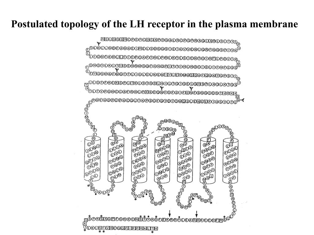 PPT - MOLECULAR ENDOCRINOLOGY AND IMMUNOLOGY Glycoprotein Hormones ...