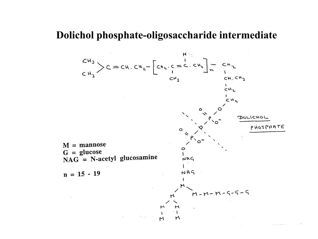 PPT - MOLECULAR ENDOCRINOLOGY AND IMMUNOLOGY Glycoprotein Hormones ...
