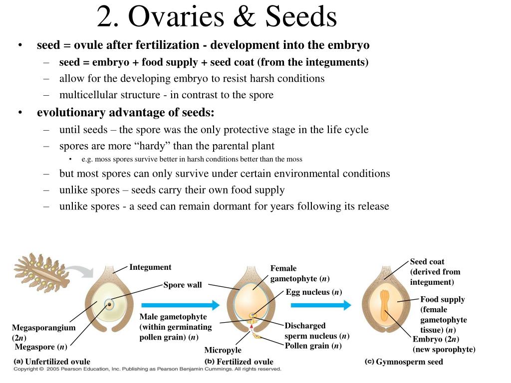 PPT - Plant Diversity II: Evolution by Seed Plants PowerPoint ...