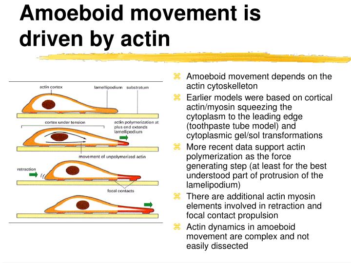 PPT - Entamoeba histolytica PowerPoint Presentation - ID:1742606