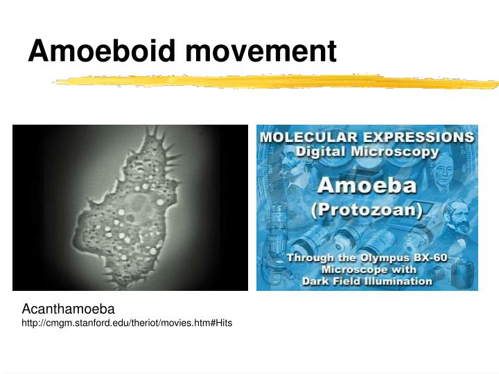 PPT - Entamoeba histolytica PowerPoint Presentation - ID:1742606
