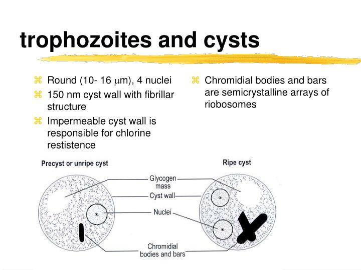 PPT - Entamoeba histolytica PowerPoint Presentation - ID:1742606