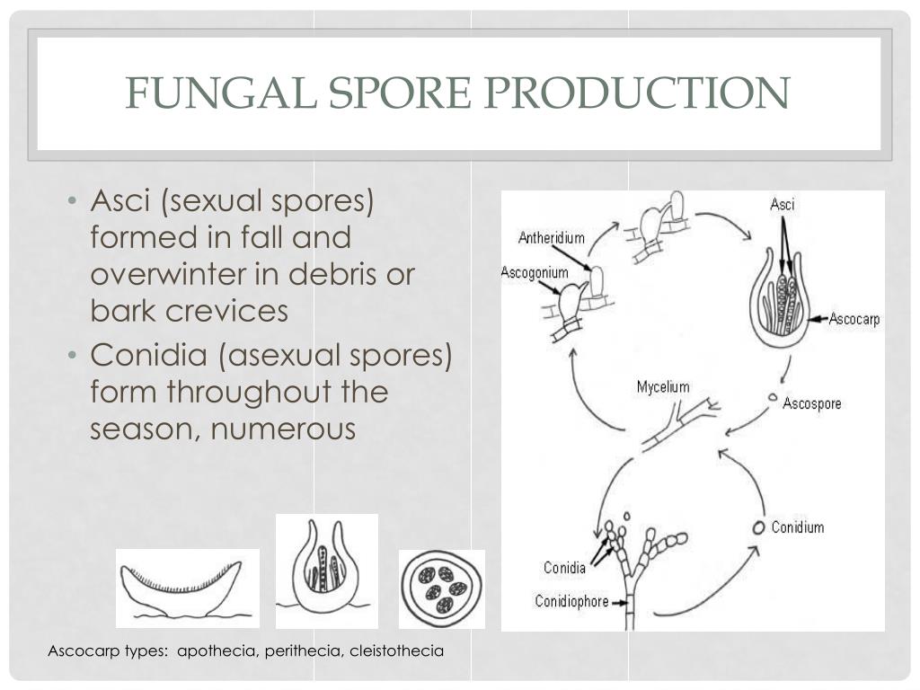 PPT - Nicole Ward, UK Plant pathology PowerPoint Presentation, free ...