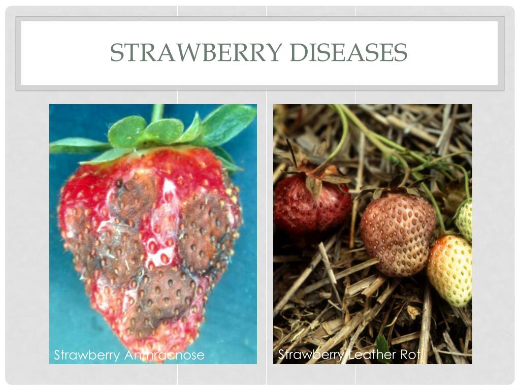 PPT - Nicole Ward, UK Plant pathology PowerPoint Presentation, free ...