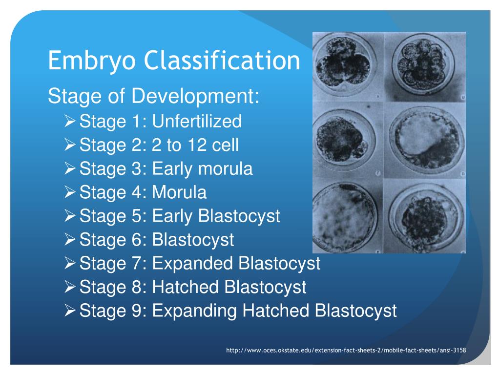 PPT - Got Babies? Embryo Transfer in Livestock PowerPoint Presentation ...