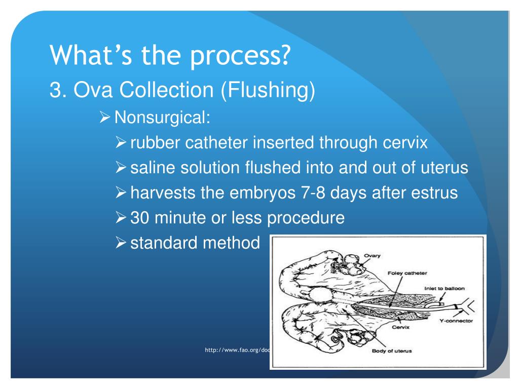 PPT - Got Babies? Embryo Transfer in Livestock PowerPoint Presentation ...