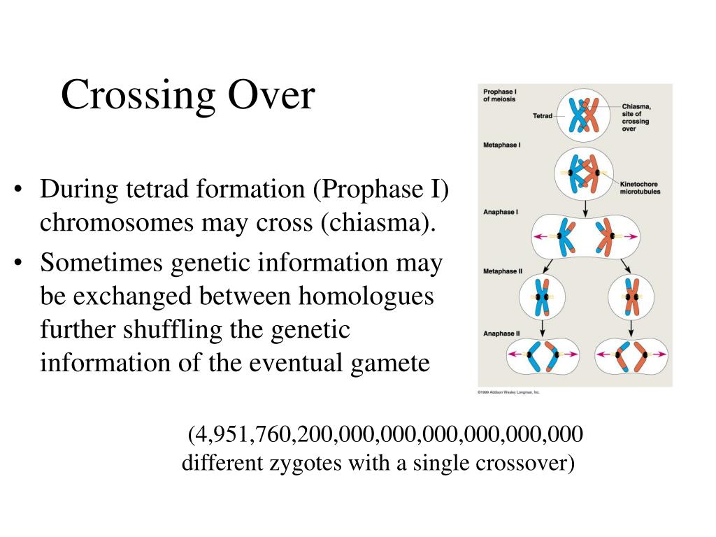 PPT - Understanding Meiosis and Its Role in Sexual Reproduction and ...
