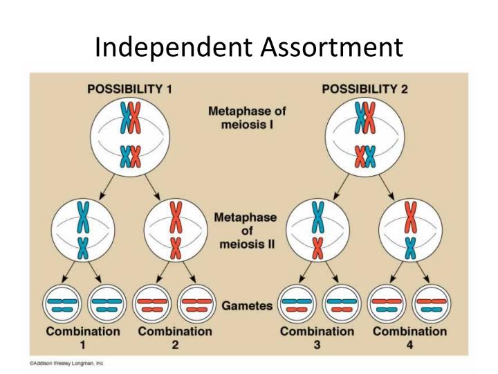 PPT - Independent Assortment!! PowerPoint Presentation - ID:1744342