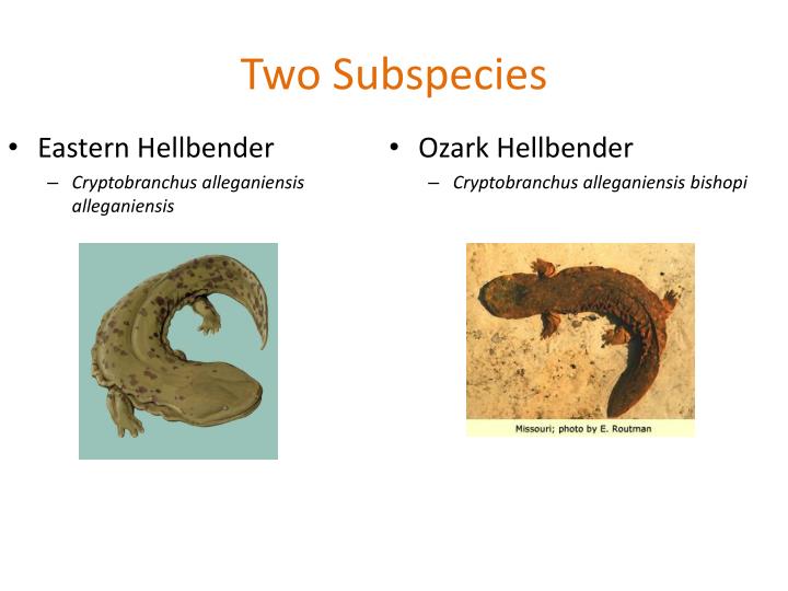 PPT - Hellbender Salamander PowerPoint Presentation - ID:1744700
