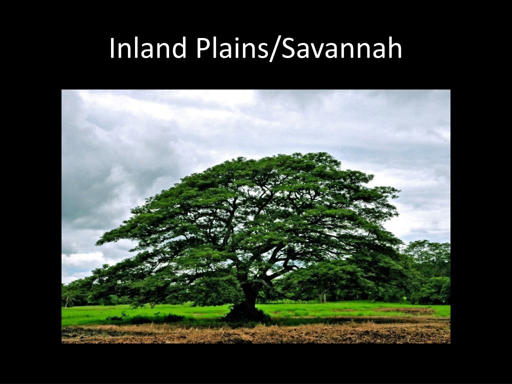 PPT - Tropical Morphology How Plants Adapt To Rain Forest PowerPoint ...