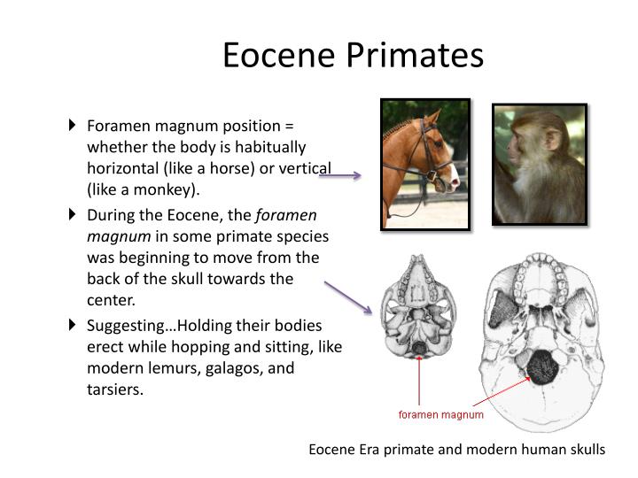 PPT - Models on WHY? PowerPoint Presentation - ID:1745009