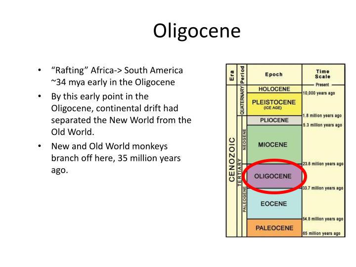 PPT - Models on WHY? PowerPoint Presentation - ID:1745009