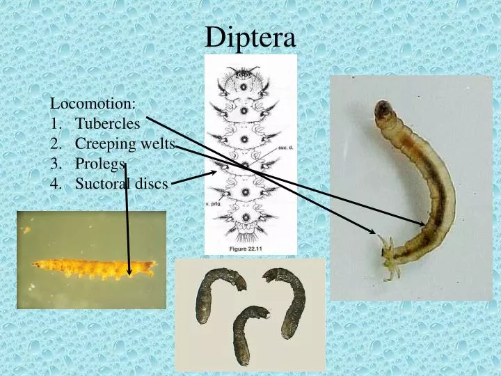 PPT - Diptera PowerPoint Presentation, free download - ID:1745241