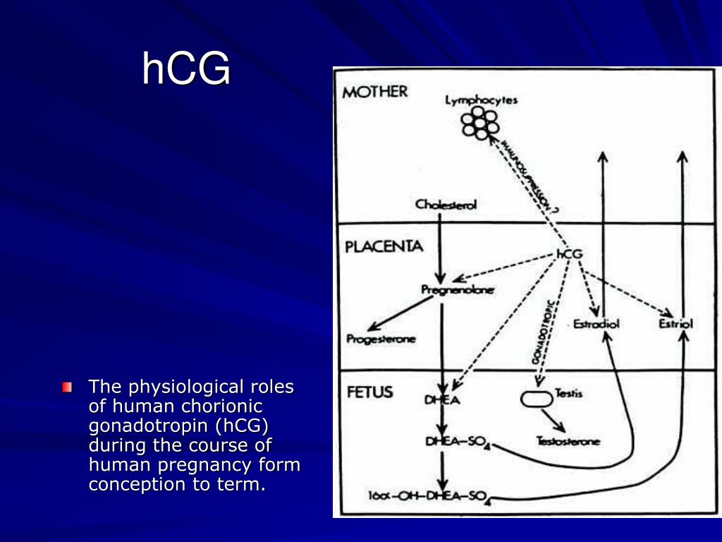 PPT - Endocrinology of Pregnancy: The Placenta PowerPoint Presentation ...