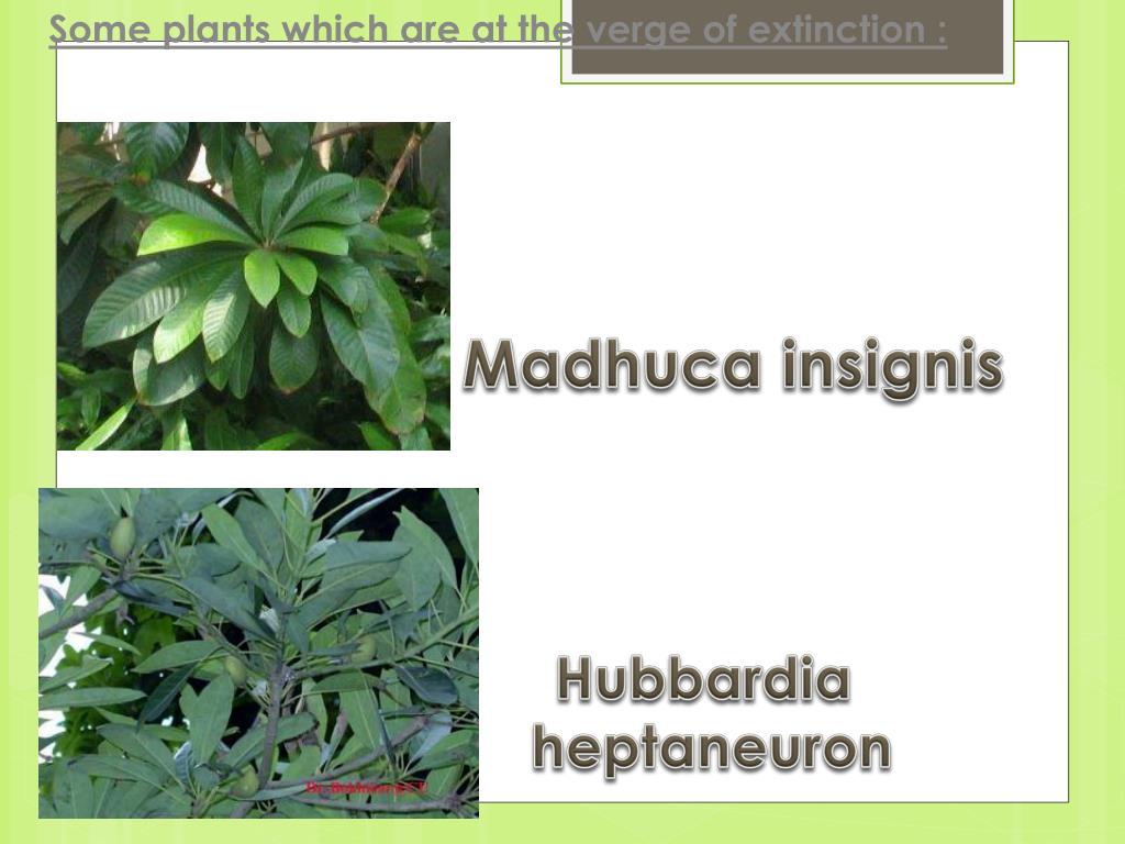PPT - Flora and fauna in INDIA PowerPoint Presentation, free download ...