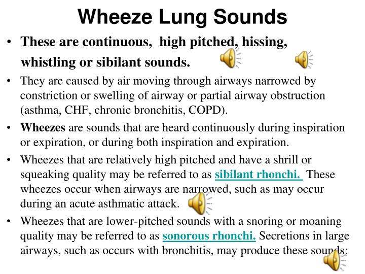 PPT - Anatomy & Physiology of the respiratory system in children ...