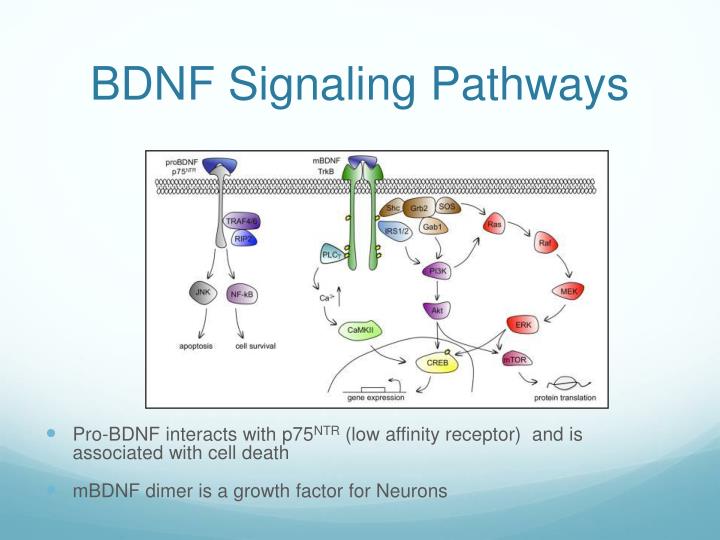 PPT - Brain Derived Neurotrophic Factor PowerPoint Presentation - ID ...