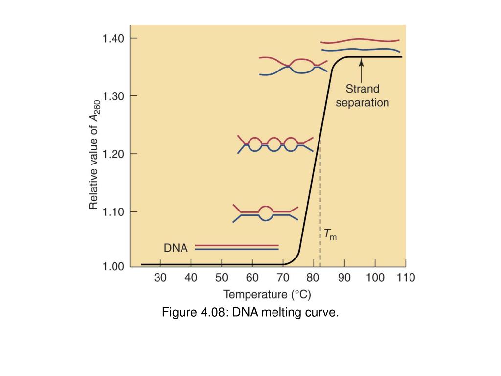PPT Figure 5 11 Three dimensional Structure Of B DNA PowerPoint