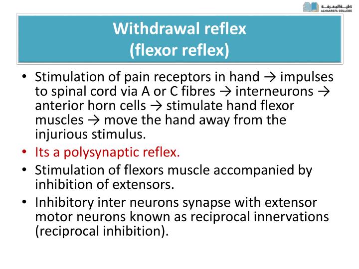 PPT - Spinal Cord Reflexes PowerPoint Presentation - ID:1747380