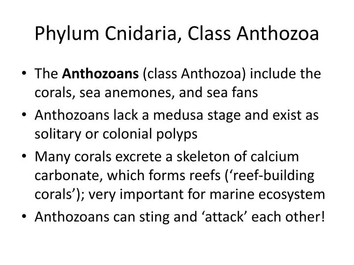 PPT - Phylum Cnidaria, Class Anthozoa PowerPoint Presentation, free ...