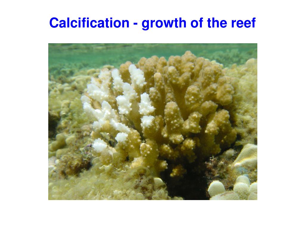PPT - Productivity and the Coral Symbiosis III PowerPoint Presentation ...