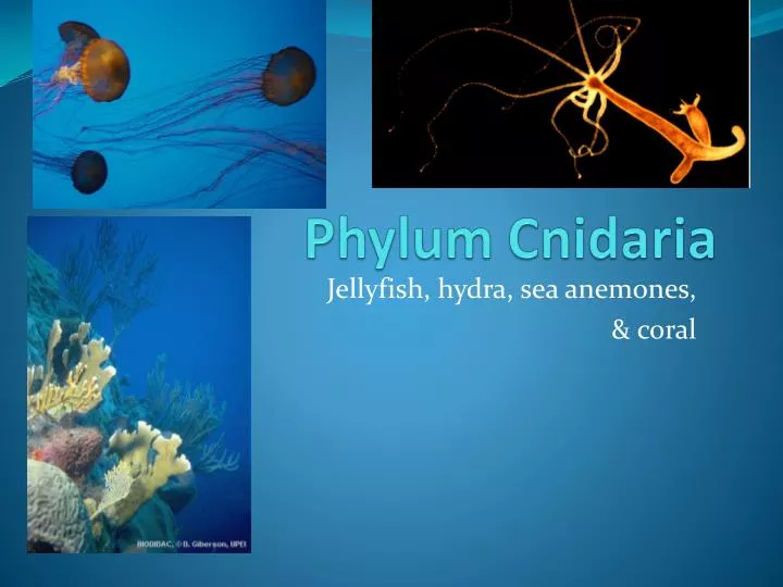 PPT - Phylum Cnidaria PowerPoint Presentation, free download - ID:1747415