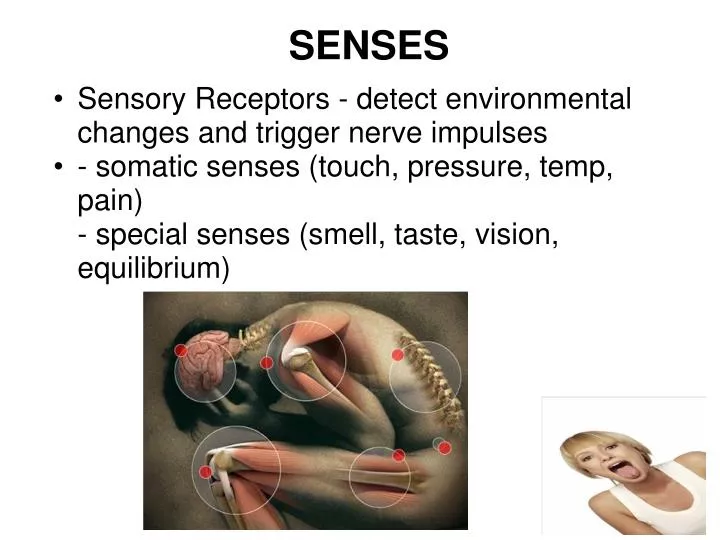 PPT - SENSES PowerPoint Presentation, free download - ID:1747862