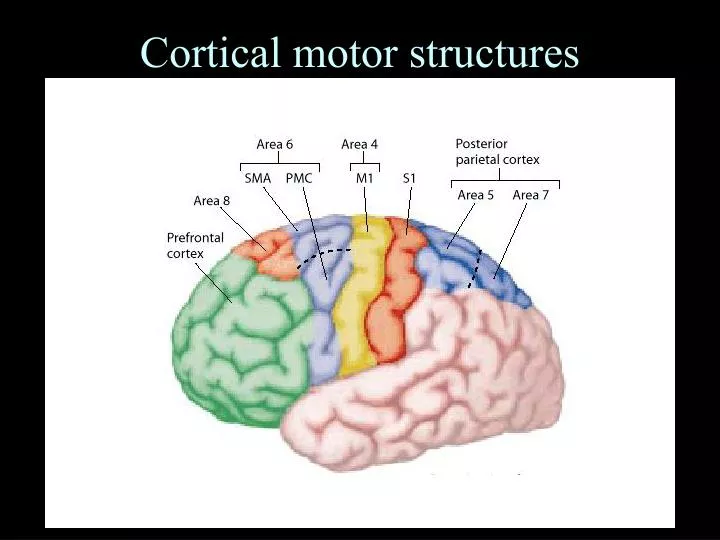 PPT - Cortical motor structures PowerPoint Presentation, free download ...