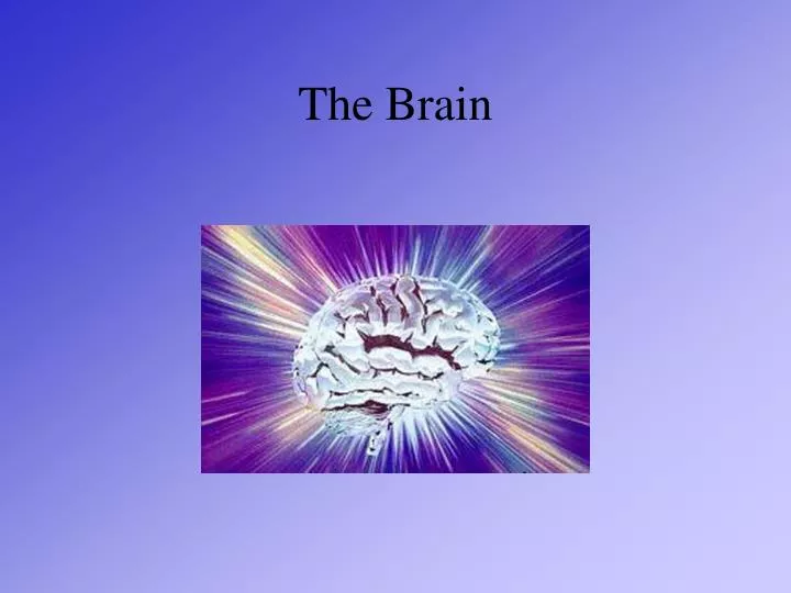 PPT - The Brain PowerPoint Presentation, free download - ID:1747992