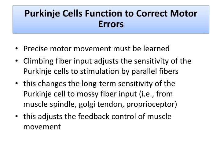 PPT - CEREBELLUM PowerPoint Presentation - ID:1748307