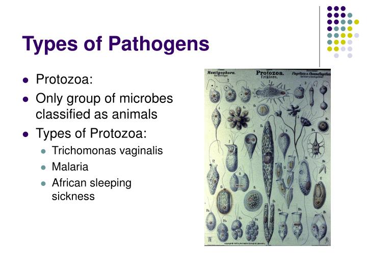 PPT - Infection Control PowerPoint Presentation - ID:1748312