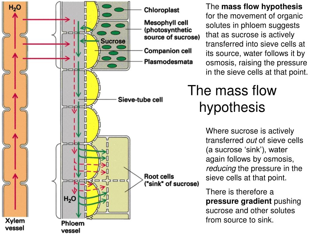 PPT - Transport in flowering plants PowerPoint Presentation, free ...