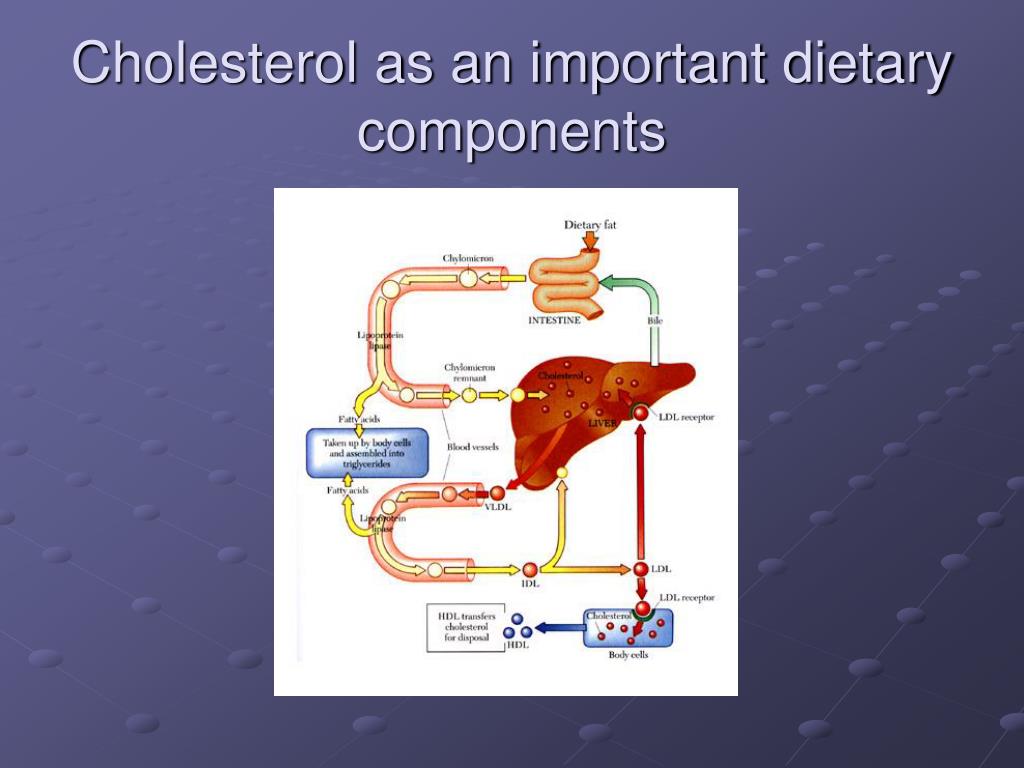 PPT - Coronary heart disease and it’s relation to high cholesterol ...