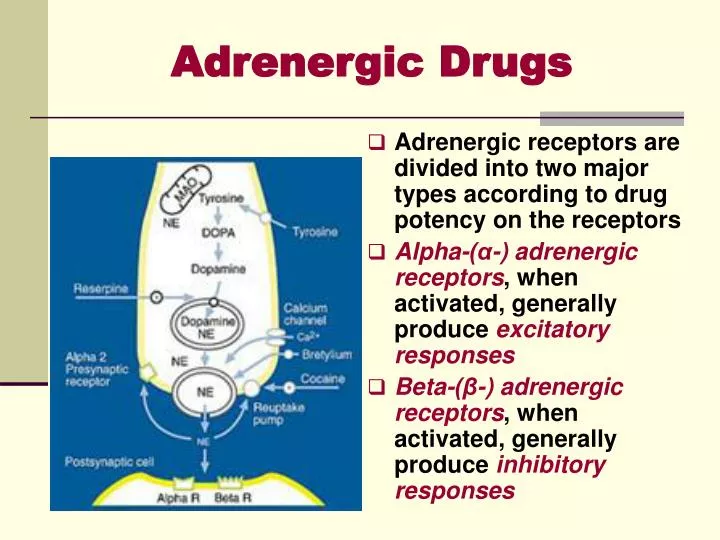 PPT - Adrenergic Drugs PowerPoint Presentation, free download - ID:1748493