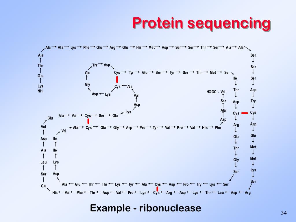 PPT - Amino Acids, Peptides and Proteins PowerPoint Presentation, free ...