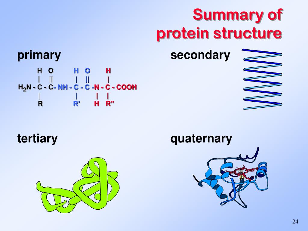 PPT - Amino Acids, Peptides and Proteins PowerPoint Presentation, free ...