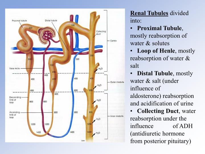 PPT - Aging of the Urinary Tract: Kidney Lower Urinary Tract PowerPoint ...