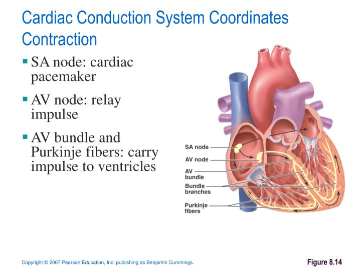 PPT - HEART AND BLOOD VESSELS PowerPoint Presentation - ID:1750080