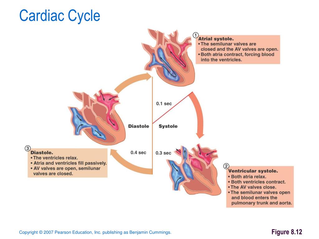 PPT - HEART AND BLOOD VESSELS PowerPoint Presentation, free download ...