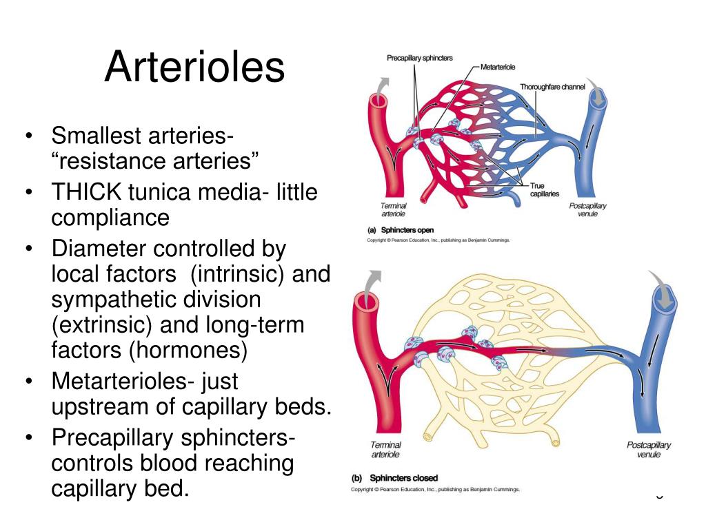 PPT - Blood Vessels-Chps. 14-19 PowerPoint Presentation, free download ...