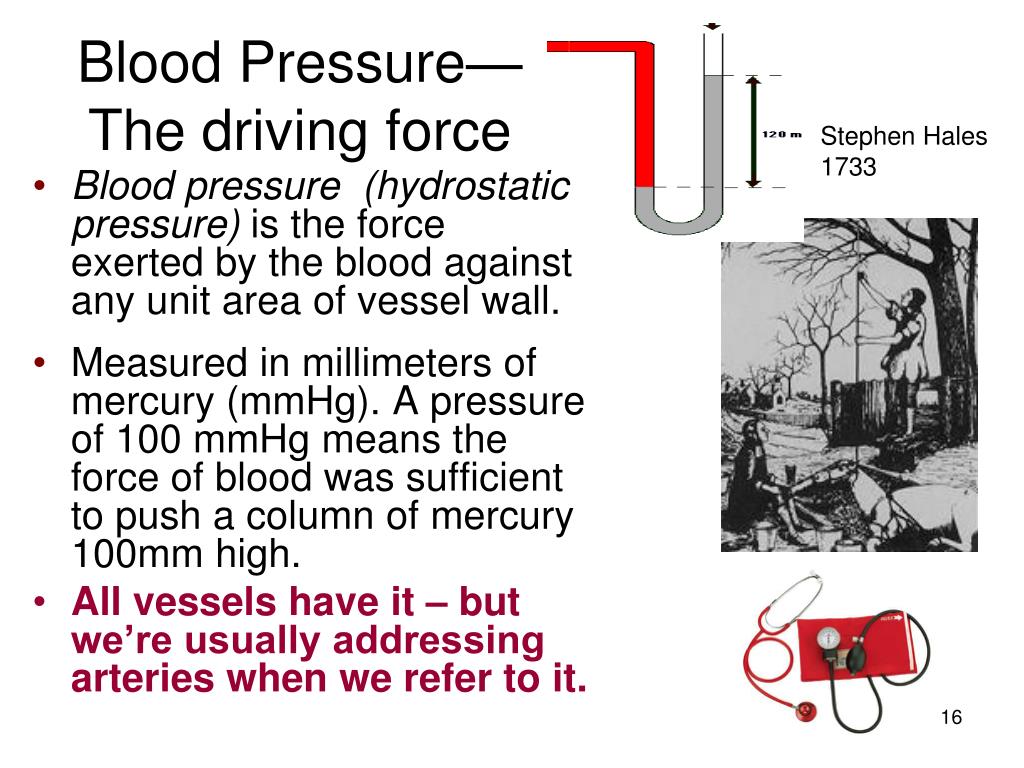 PPT - Blood Vessels-Chps. 14-19 PowerPoint Presentation, free download ...
