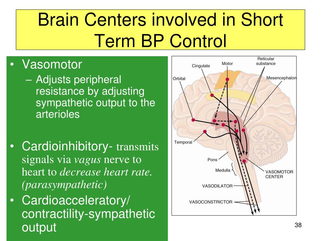 PPT - Blood Vessels-Chps. 14-19 PowerPoint Presentation, free download ...