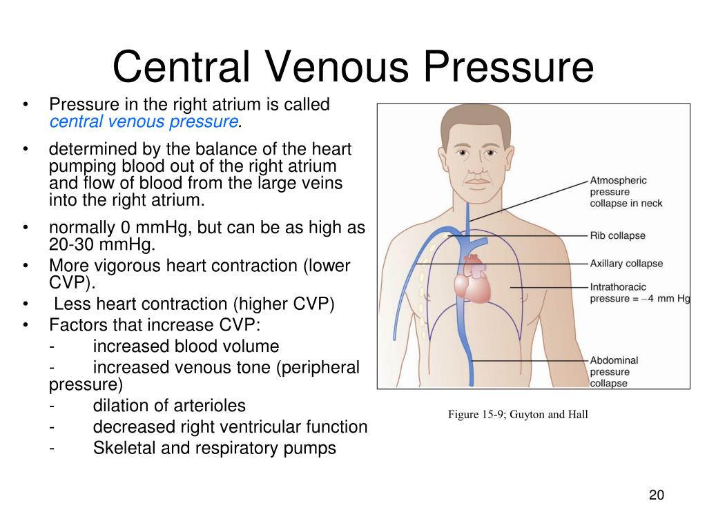 PPT - Blood Vessels-Chps. 14-19 PowerPoint Presentation, free download ...