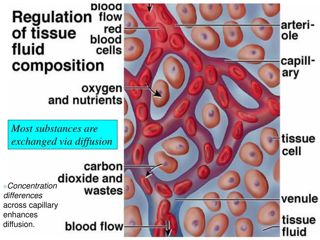 PPT - Blood Vessels-Chps. 14-19 PowerPoint Presentation, free download ...