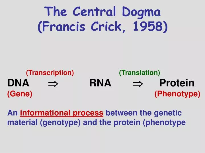 PPT - The Central Dogma (Francis Crick, 1958) PowerPoint Presentation ... PPT - The Central Dogma (Francis Crick, 1958) PowerPoint Presentation ...